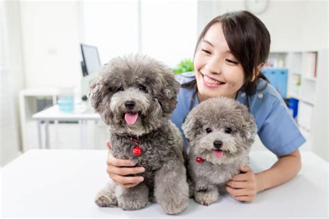 A Comprehensive Guide To Keeping Your Pets Happy And Healthy By