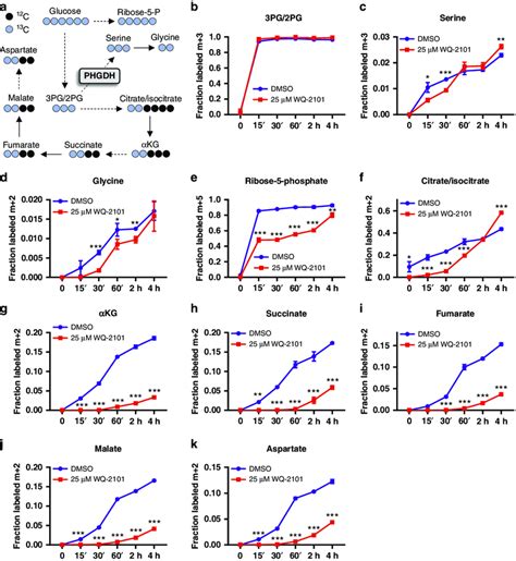 Kinetic Profiling Confirms Reduced Flux Into The Tca Cycle And Ppp Upon