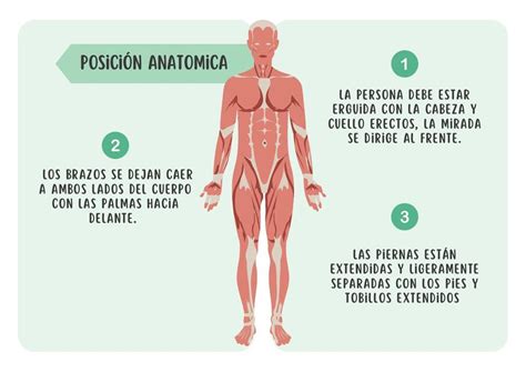Posión y planos anatómicos parte 1 Leslie Cartagena uDocz