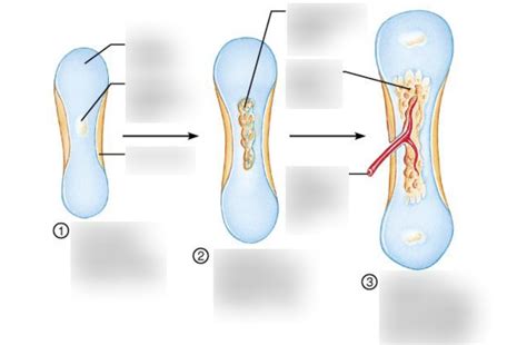 Diagram Of Ossification Of Bone Quizlet