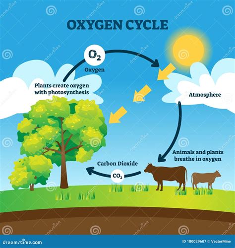Ilustración Vectorial Del Ciclo Del Oxígeno Régimen Educativo De