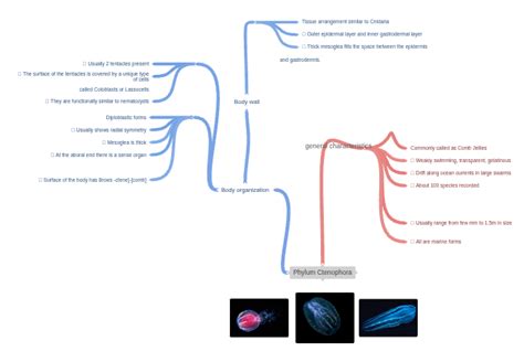 Phylum Ctenophora General Characteristics Called Coloblasts Or