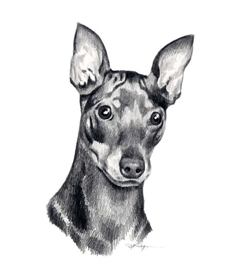 Miniature Pinscher Dog Pencil Drawing Art Print Signed By Artist Dj