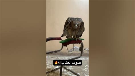 صوت العقاب البونيلي🦅🔥ناديالصقارالمصري اكسبلور صقر Explore