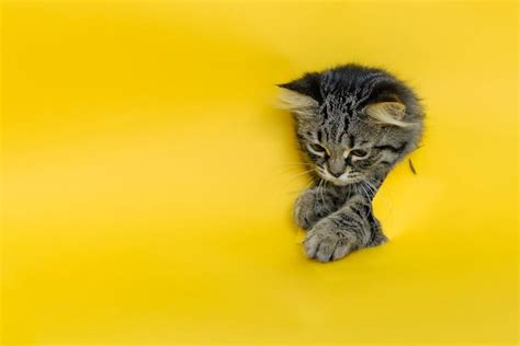 Premium Photo Domestic Cat Crawls Through Through Blue Paper Sheet