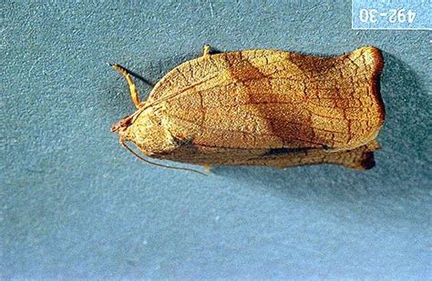 Obliquebanded Leafroller Pest Control Guide