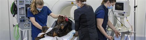 Veterinary Ct Scanners Probo Medical