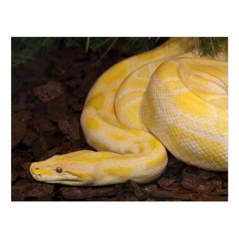 Awesome Yellow Burmese Python Postcard Zazzle Burmese Python
