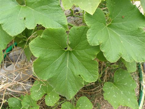 A Thinking Stomach Cucurbit Sex