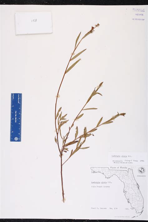 Ludwigia Alata Species Page Isb Atlas Of Florida Plants