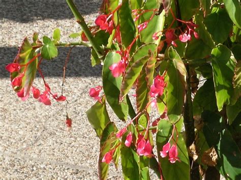 Australian Begoniaceae