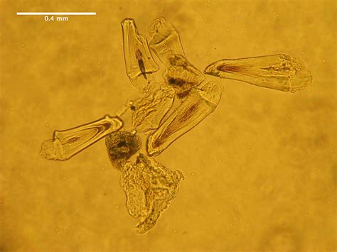 Catfish Careproctus Melanurus Blacktail Snailfish