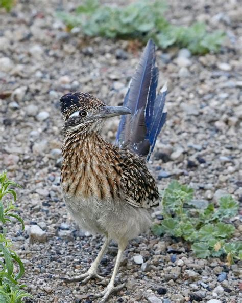 Untitled Don Hoechlin Flickr