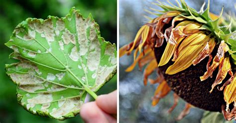 5 Tips For Tackling Downy Mildew On Sunflowers A Comprehensive Action