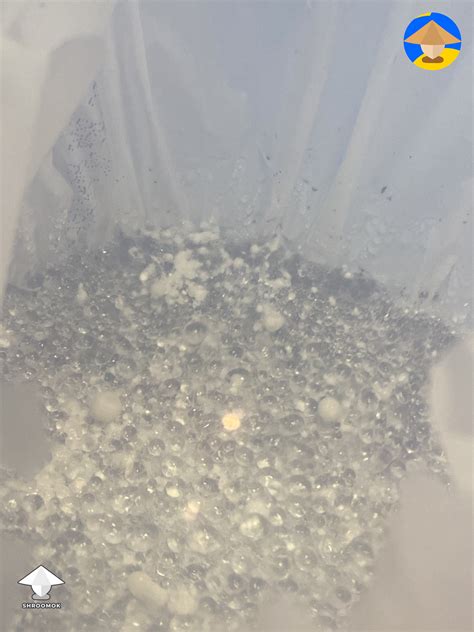 Nutcracker Strain Origins And Cultivation Tips