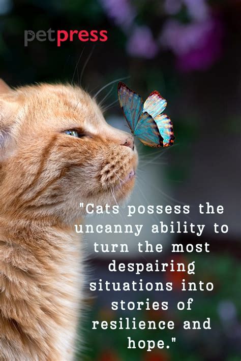 Real Talk Over 50 Rescue Cat Quotes To Inspire And Delight