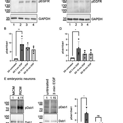 Egf Induces Dab1 Phosphorylation Western Blot Analysis Of Protein Download Scientific Diagram