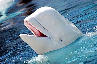 Beluga Viquipèdia Lenciclopèdia Lliure