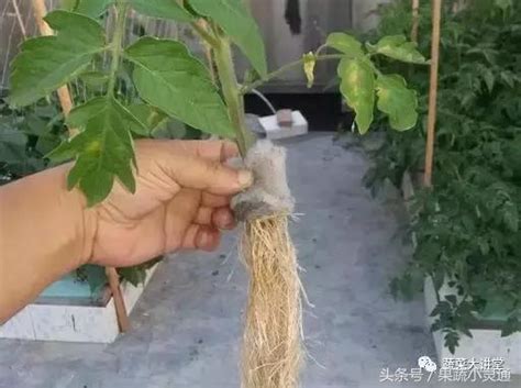 介紹一種簡單實用的水培蔬菜定植方式 每日頭條