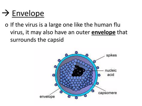 What Is An Envelope Virus At Victoria Thomason Blog