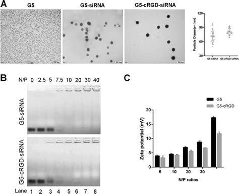 Physicochemical Characterization Of Nano Sirna Complexes A Tem Images Download Scientific