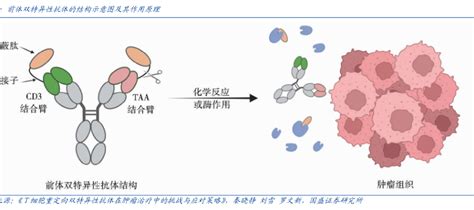 医药生物遮蔽技术抗体新技术革新2024海外验证2025国内映射 行业研究报告 小牛行研