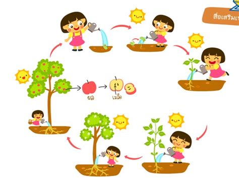 แบบทดสอบ เรื่อง วัฏจักรชีวิตของพืชดอก Quiz