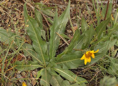 California Compass Plant Narrowleaf Mules Ears Narrowleaf Wyethia