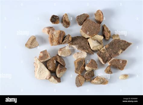 Tree Peony Mu Dan Pi Stock Photo Alamy