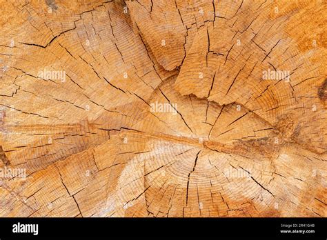 A View From Inside A Felled Tree A Tree Stump Pattern Texture Of Wood Stock Photo Alamy
