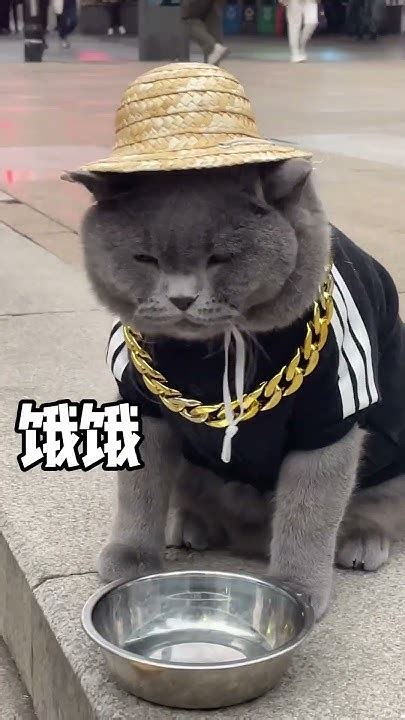 一下午零收入，还花了两根猫条被迫营业的猫猫 我和我的猫 猫咪日常 Youtube