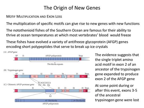 ppt evolution of genes and genomes powerpoint presentation free