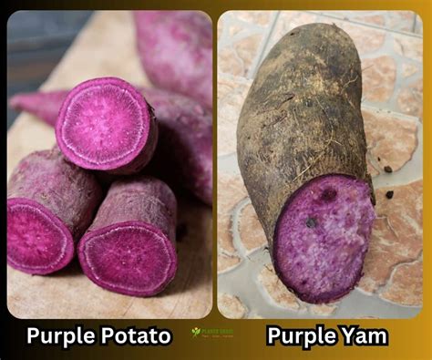 Purple Potato Vs Purple Yam Similarities And Differences