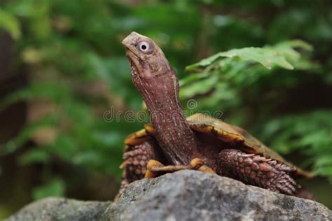 Black Breasted Leaf Turtle Stock Image Image Of Reptile 376743553
