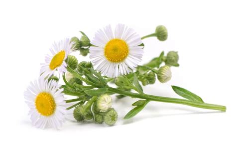 طرق علاج الشعر الجاف بالأعشاب نتائج سريعة ستذهلك مجلة سيدتي
