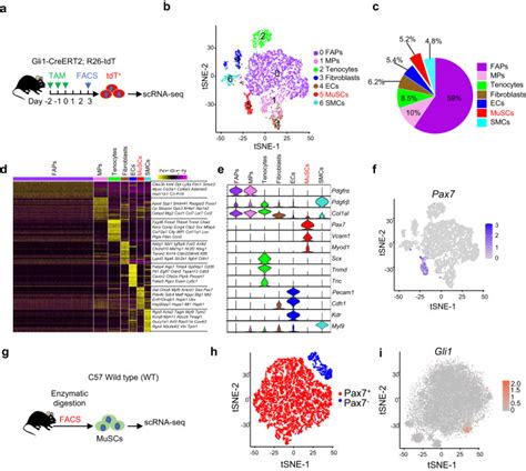 Gli1 Marks A Sentinel Muscle Stem Cell Population For Muscle Regeneration Pmc