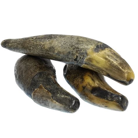 Cave Bear Fang Fossil