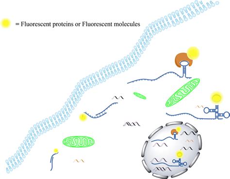 Rna Imaging In Live Cells† Zhao 2023 Chinese Journal Of Chemistry Wiley Online Library