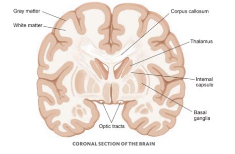 Clin Skills Neuro Flashcards Quizlet