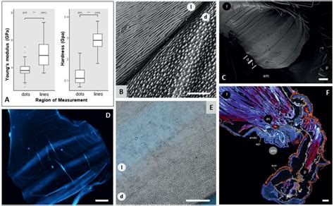 Stiffness Variation In The Articular Membrane A Nanoindentation