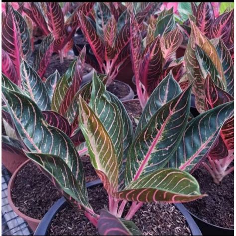 Jual BABY AGLONEMA PRIDE OF SUMATRA ANAKAN RED SUMATRA Shopee Indonesia