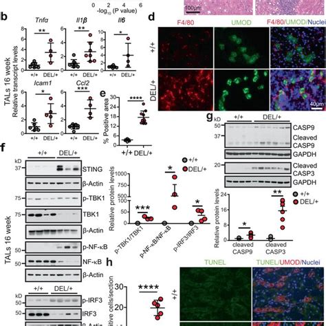 Activation Of Sting Signaling Increased Inflammation And Apoptosis In Download Scientific