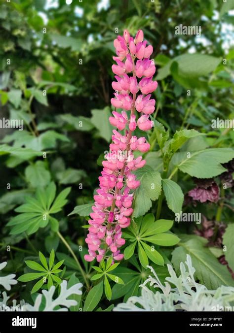 Lupinus Polyphyllus Or Garden Lupin Pink Flower In The Garden Design