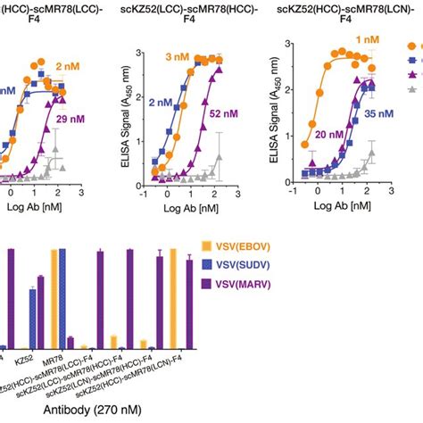 Kinetic Binding Curves For Interaction Between Bispecific Antibodies