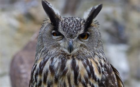 Wallpaper Eyes Wildlife Bird Of Prey Beak Predator Wing Fauna