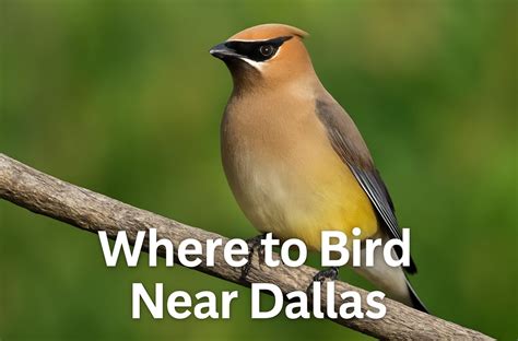 Home Texas Birding Texas Bird Ids Blogs Events Festivals