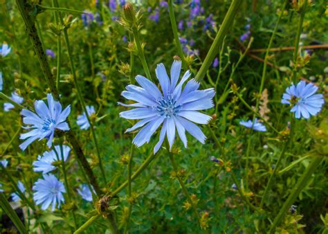 How To Grow Chicory A Guide To Growing This Versatile Green