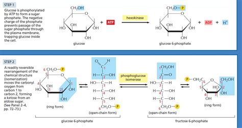 Solved FADH 2 Is Produced In The Citric Acid Cyc SolutionInn