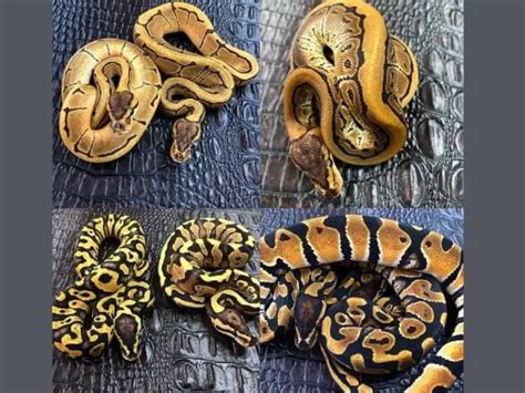 Can Ball Pythons Live Together Dangers And Considerations Being Reptiles