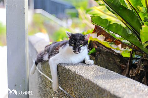 新北｜猴硐貓村一日遊，貓咪小鎮輕旅行！ 輕旅行